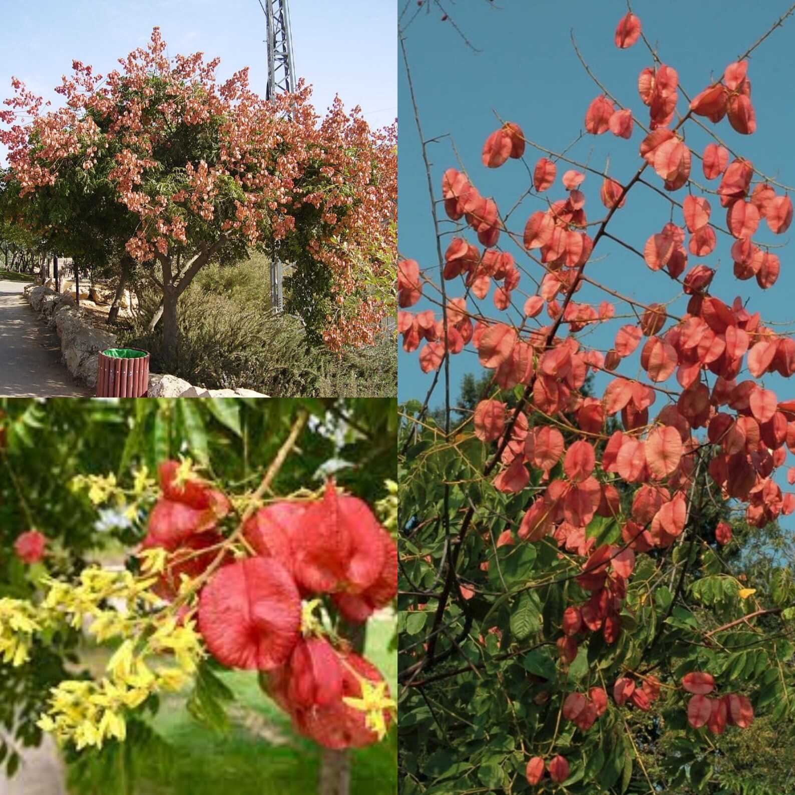 Seeds for Planting, Koelreuteria Bipinnata Seeds, Golden Rain Tree ...