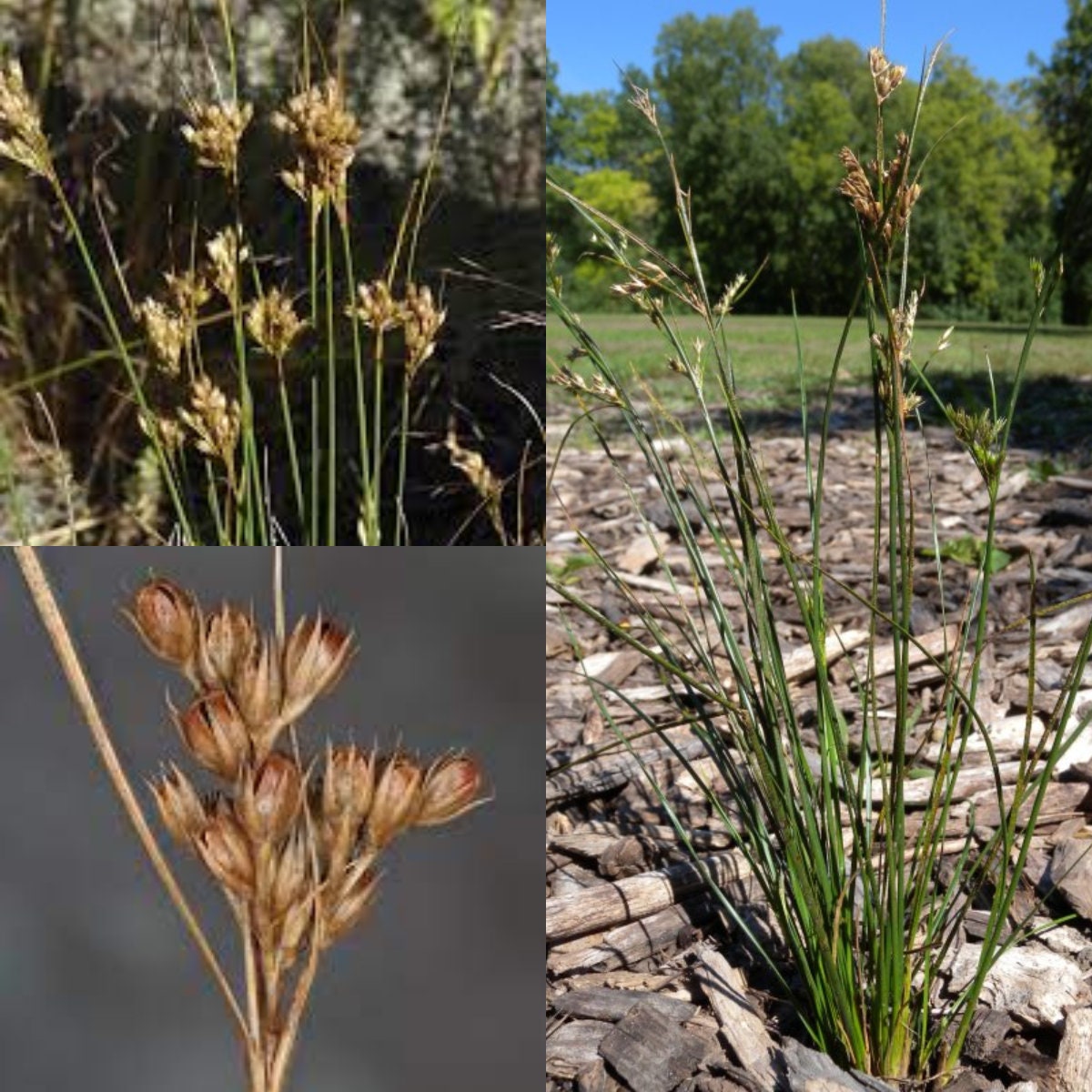 Juncus Interior
