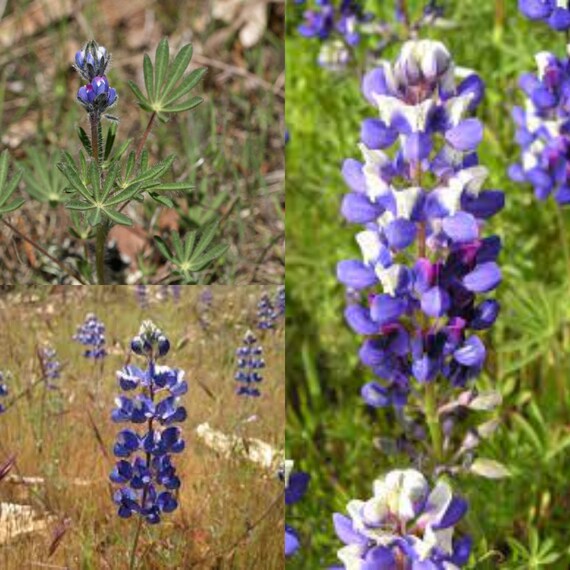 Seeds for Planting Lupinus Bicolor Seeds Miniature Lupine - Etsy
