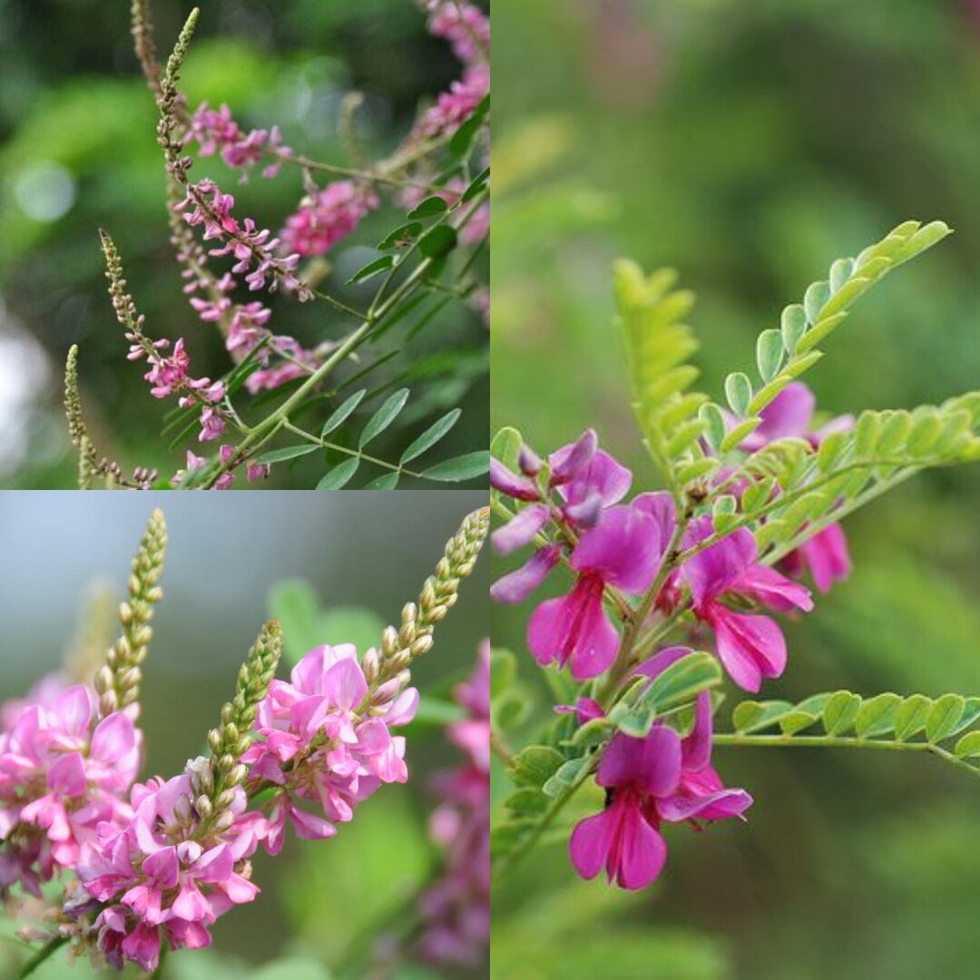 Seeds for Planting, Indigofera Pseudotinctoria Seeds, Indigo, Indigo ...