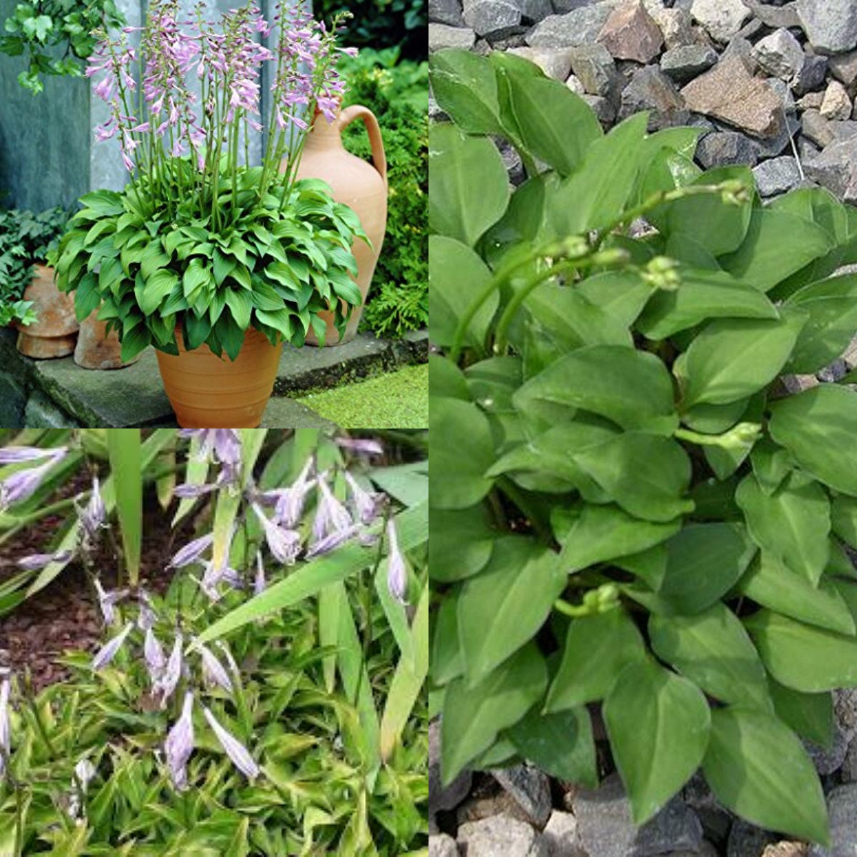 Home & Hobby Floral & Garden Crafts Blue Plantain Lily Blue Hosta Hosta ...