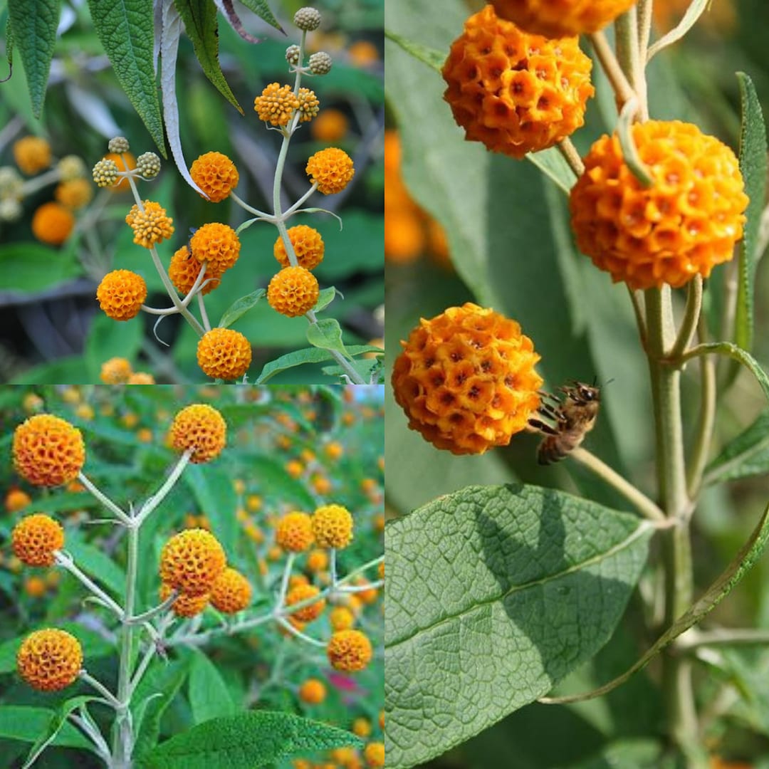 Seeds for Planting, Buddleja Globosa Seeds, Orange-ball-tree, ~ Bulk ...