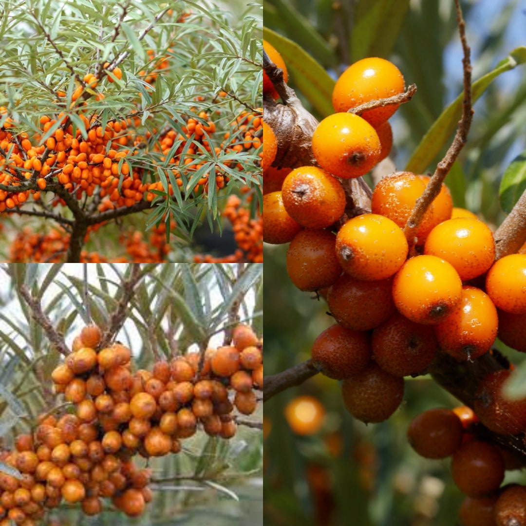 Seeds for Planting, Hippophae Rhamnoides Seeds, Seaberry, Sea Buckthorn ...