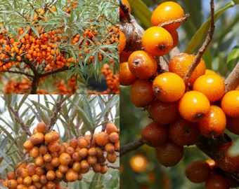 Hippophae Rhamnoides - Etsy