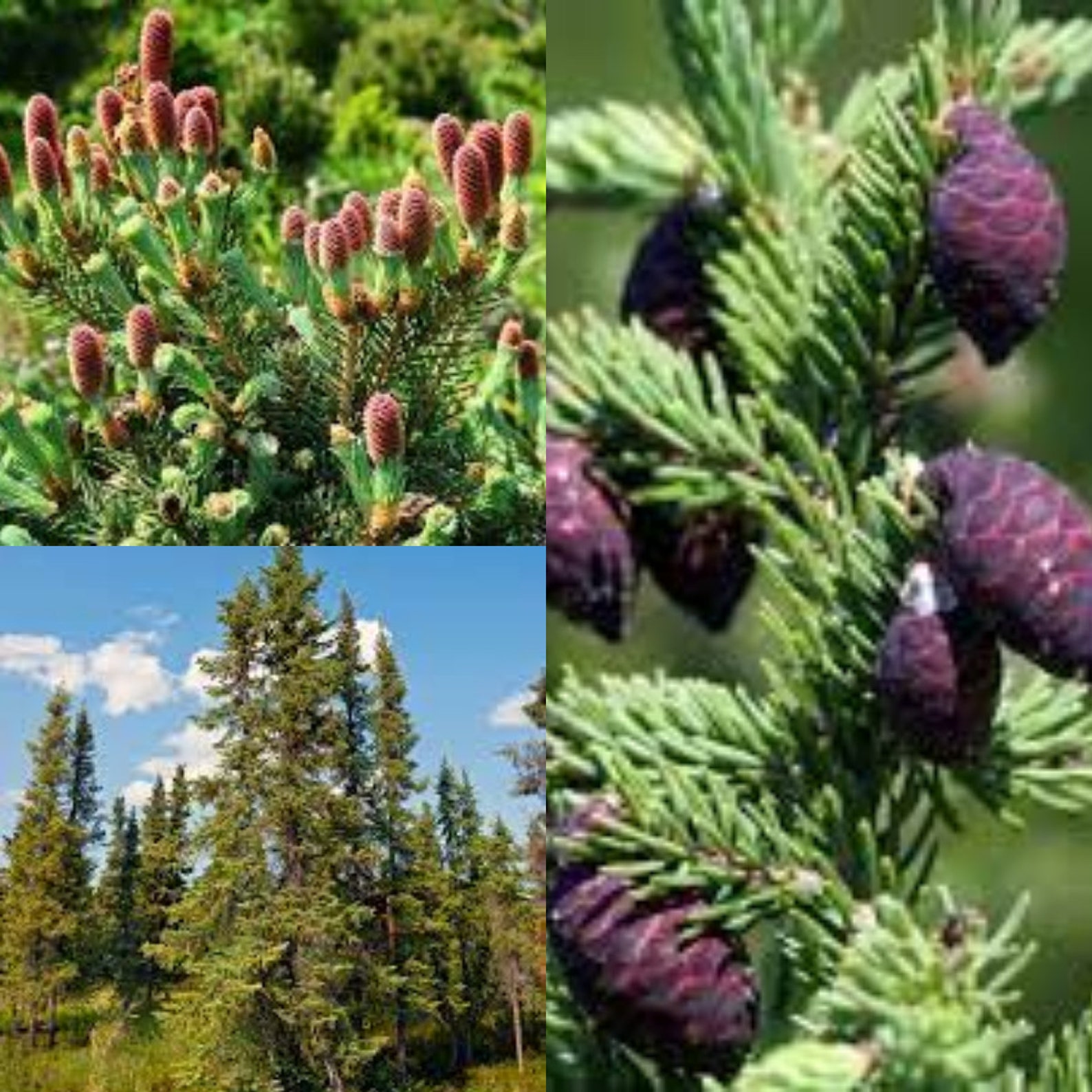Seeds for Planting, Picea Mariana Seeds, Spruce,~ Bulk Wholesale Seed ...