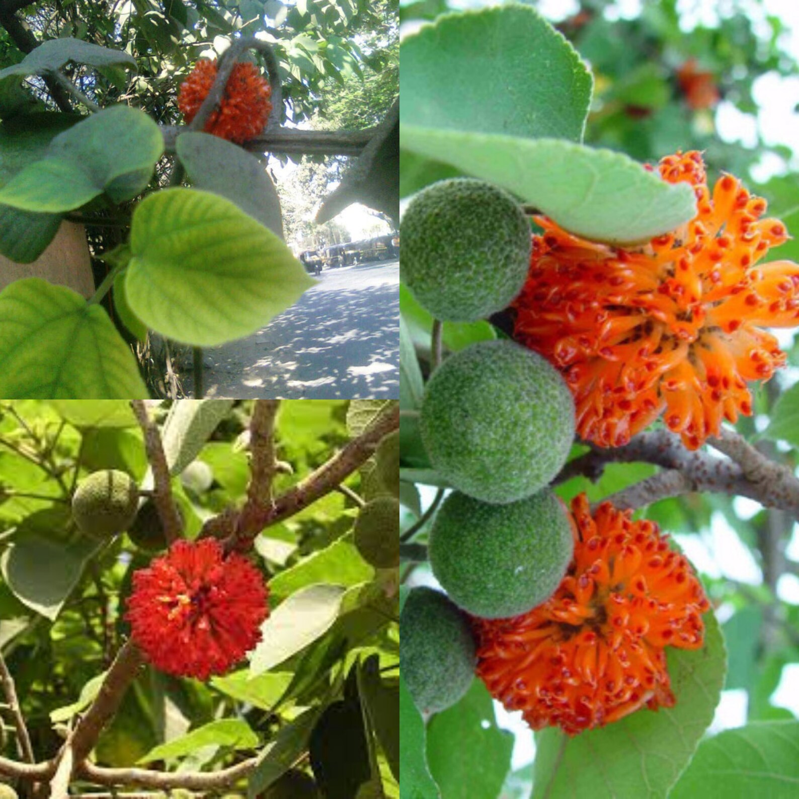 Seeds for Planting, Broussonetia Papyrifera Seeds, Paper Mulberry ...