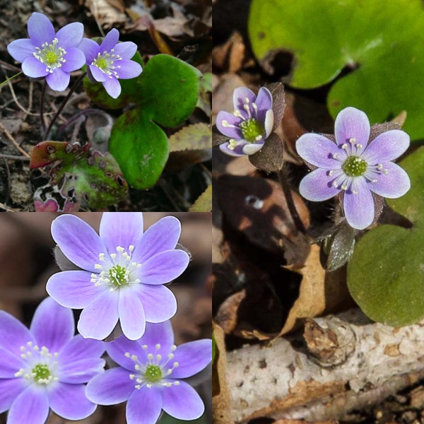 Hepatica - Etsy