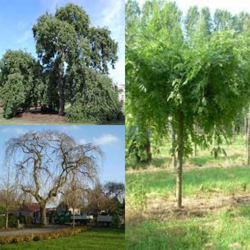 Seeds for Planting, Fraxinus Excelsior Pendula Seeds, Pendula European ...