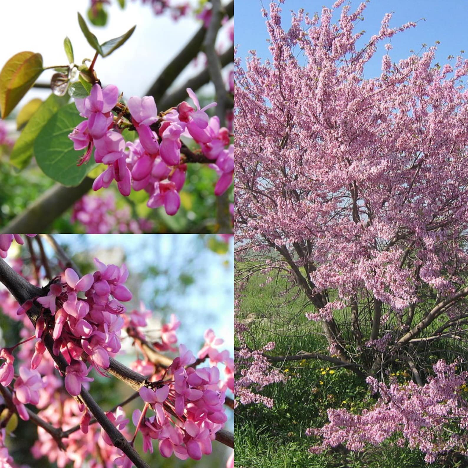 Seeds for Planting, Cercis Siliquastrum Seeds, Judas Tree, Redbud ...