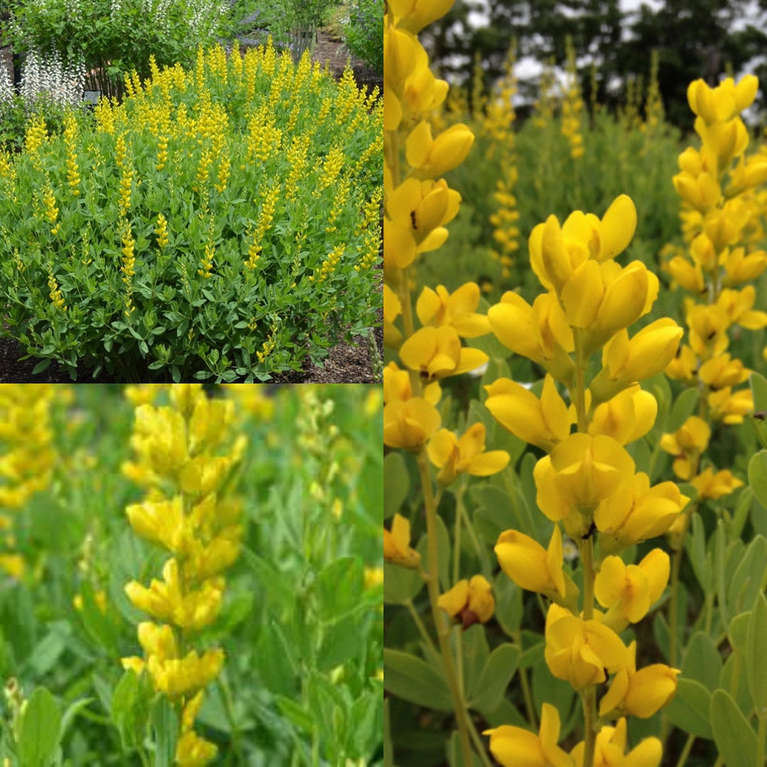 Seeds for Planting, Baptisia Sphaerocarpa Seeds, Large Yellow Wild ...