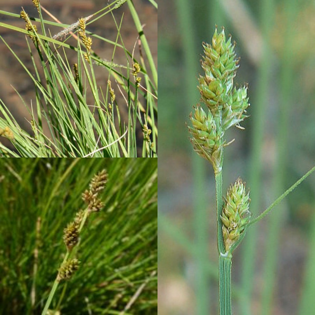 Seeds for Planting, Carex Canescens Seeds, Gray Bog Sedge, ~ Bulk ...