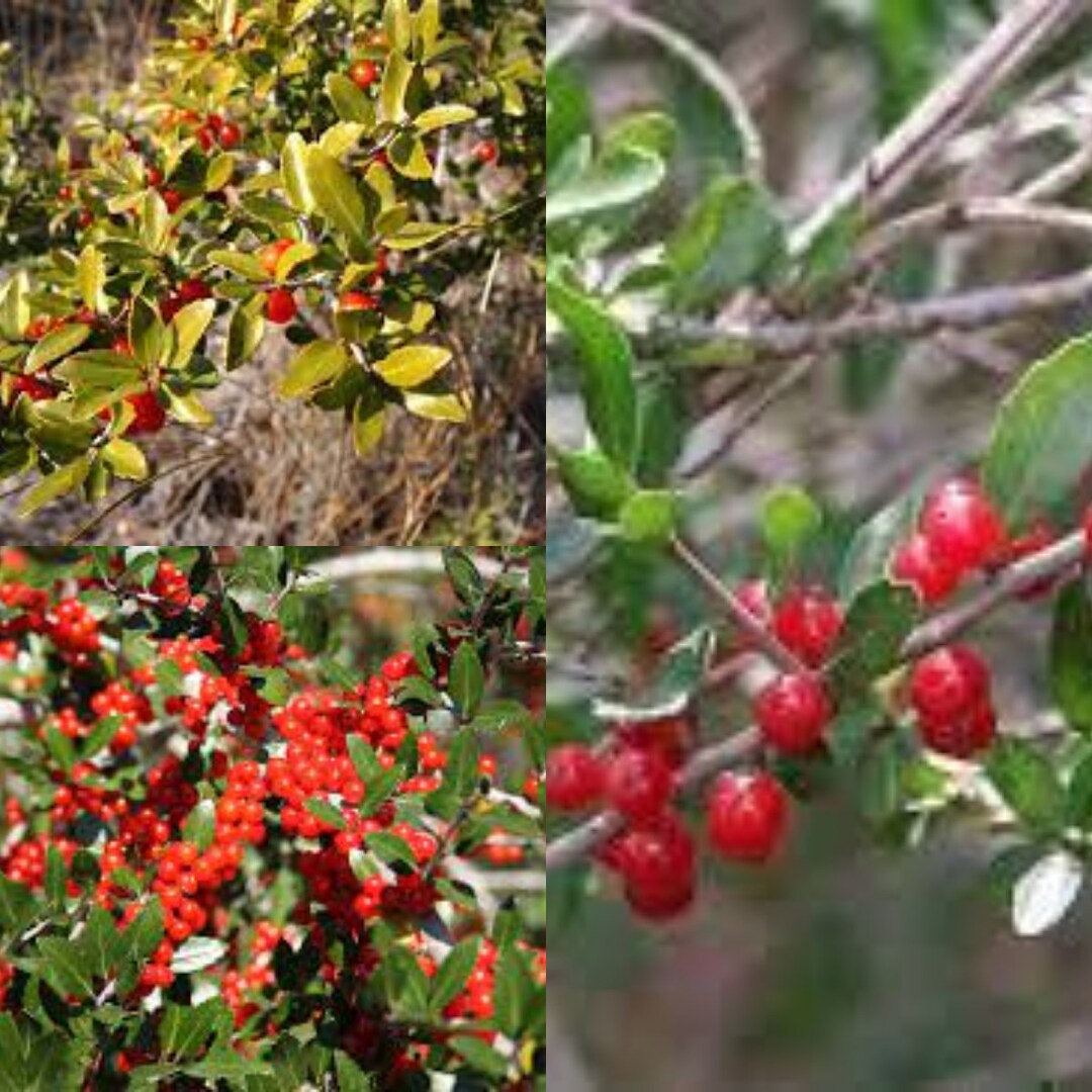 Seeds for Planting, Ilex Vomitoria Seeds, Yaupon, Yaupon Holly, Cassina ...