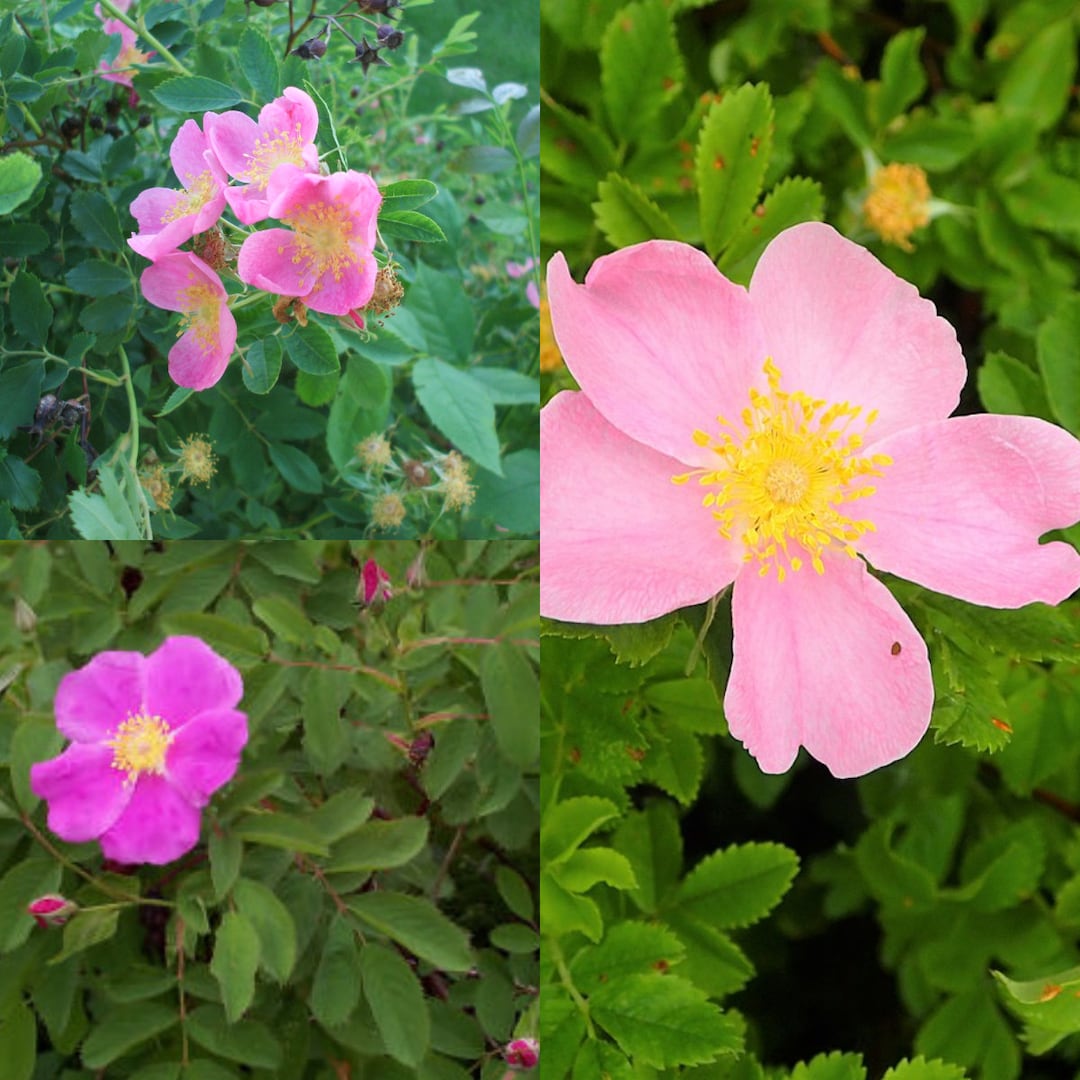 Seeds for Planting, Rosa Arkansana Seeds, Prairie Rose, Wild Prairie ...