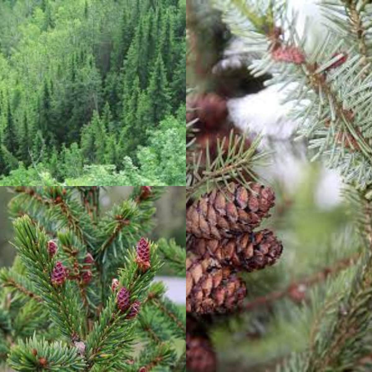 Seeds for Planting, Picea Omorika Seeds, Siberian Spruce, Abies Omorika ...