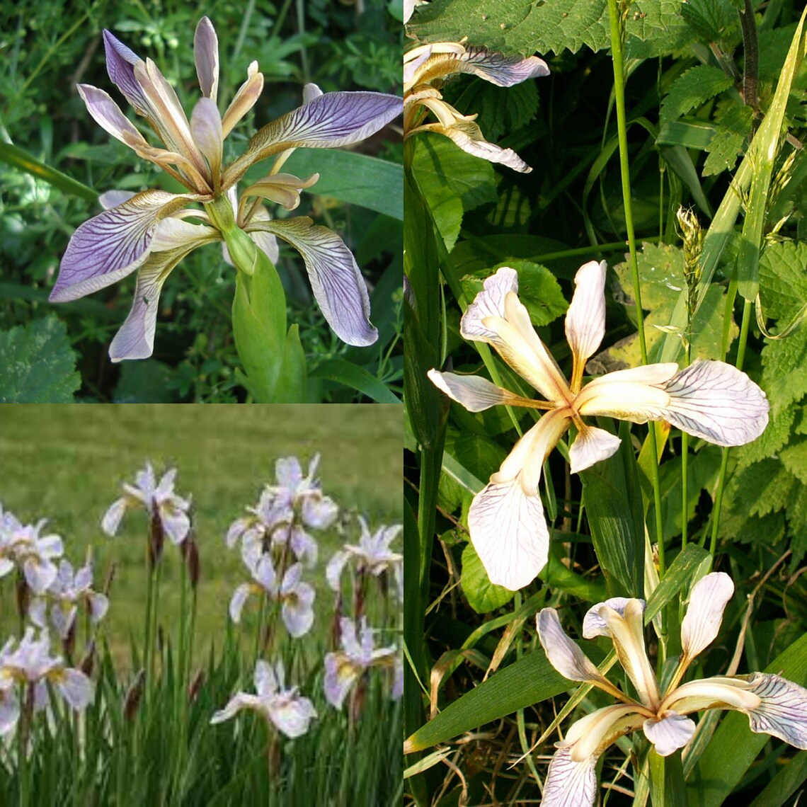 Seeds for Planting, Iris Foetidissima Seeds, Stinking Iris, Gladwin ...