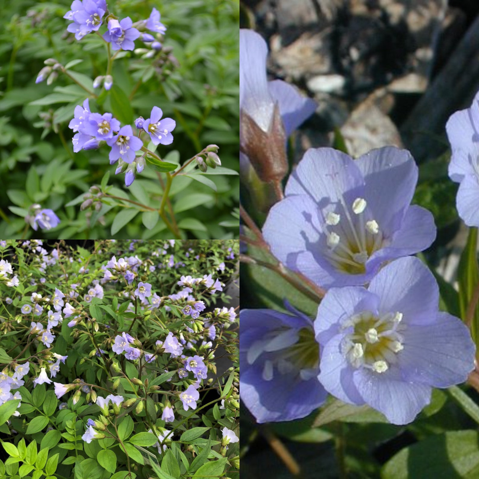 Seeds for Planting, Polemonium Reptans Seeds, Jacob's Ladder, Creeping ...