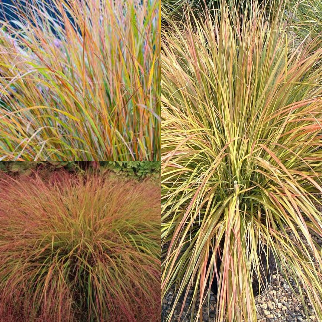 Seeds for Planting, Anemanthele Lessoniana Seeds, Pheasant Grass, New ...
