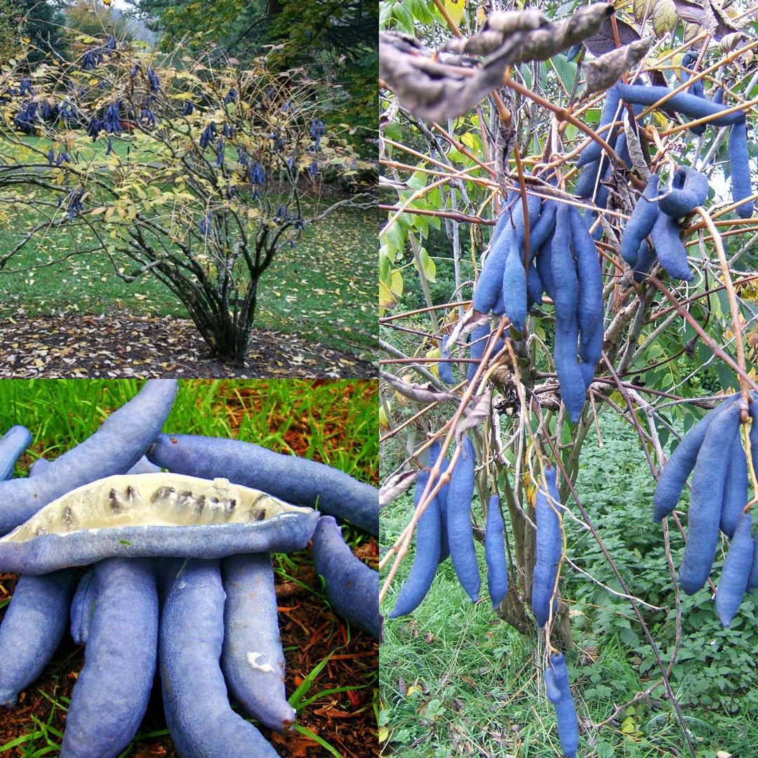Seeds for Planting, Decaisnea Fargesii Seeds, Blue Sausage Fruit, Dead ...