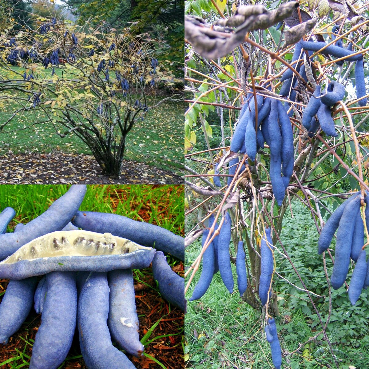 Seeds for Planting, Decaisnea Fargesii Seeds, Blue Sausage Fruit, Dead ...