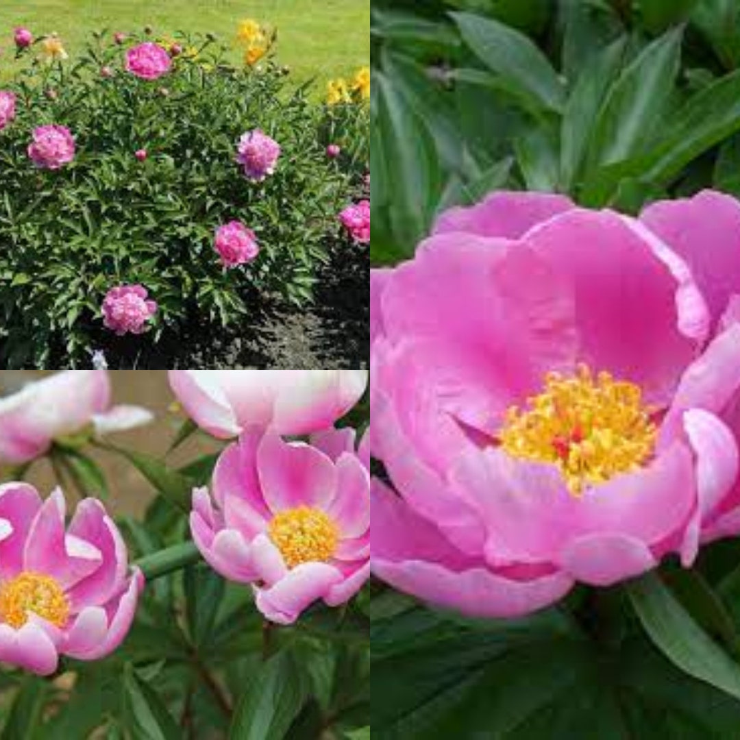 Seeds for Planting, Paeonia Lactiflora Seeds, Chinese Peony,~ Bulk ...