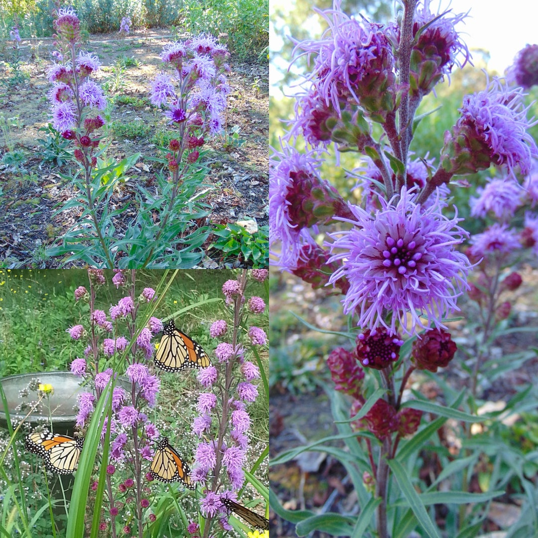 Seeds for Planting, Liatris Ligulistylis Seeds, Meadow Blazing Star ...