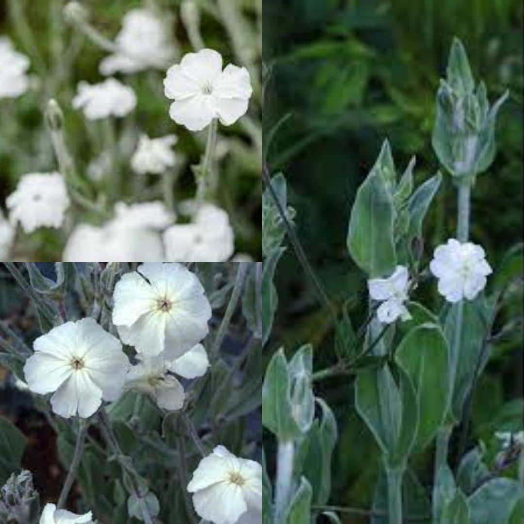 Seeds for Planting, Lychnis Alba Seeds, Bladder Campion, White Cockle ...