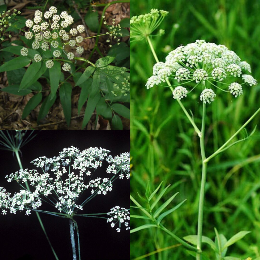 Seeds for Planting, Oxypolis Rigidior Seeds, Cowbane, Common Water ...