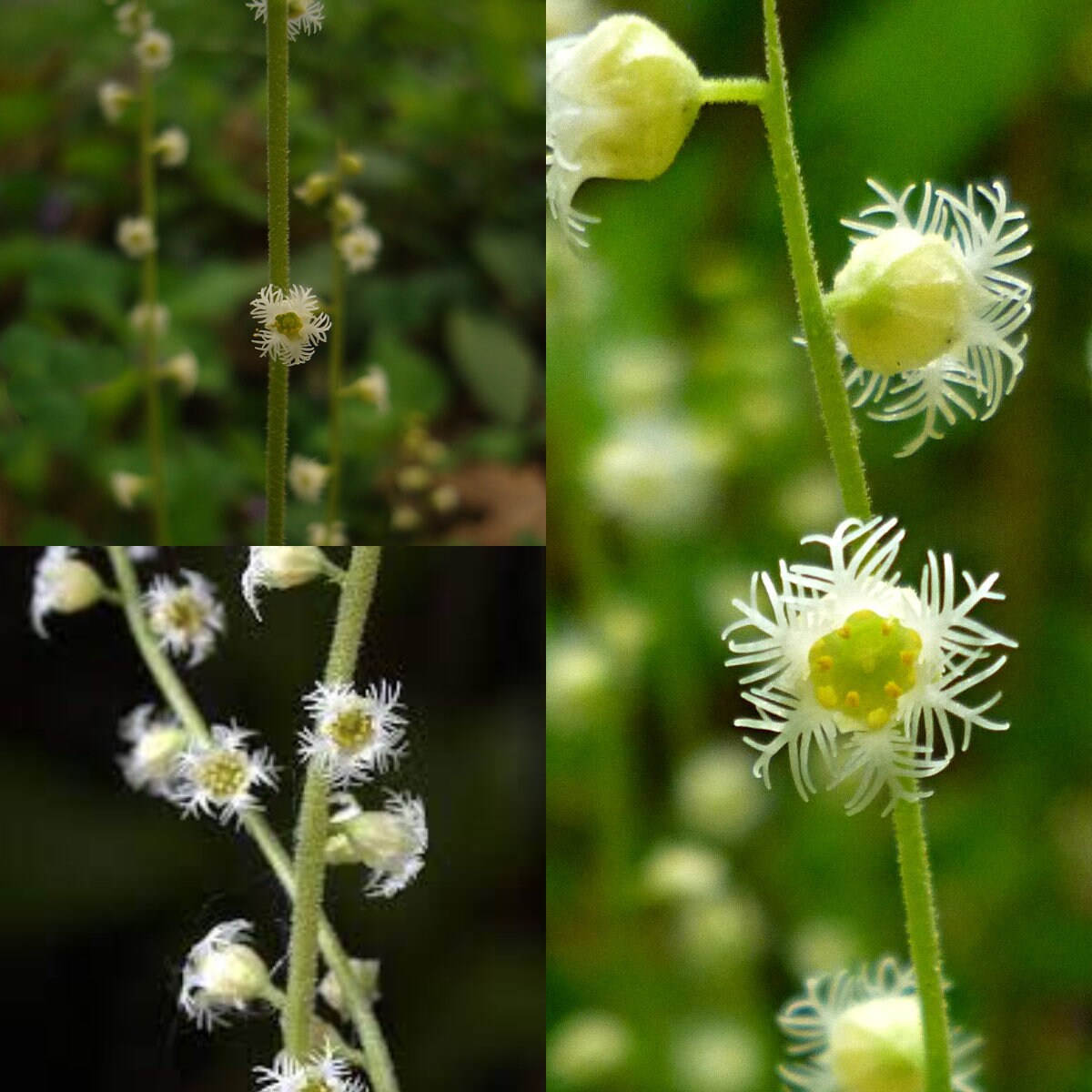 Seeds for Planting, Mitella Diphylla Seeds, Twoleaf Miterwort, Two ...