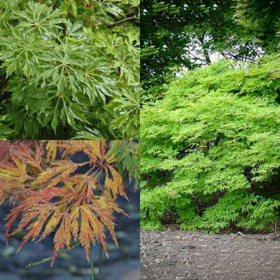 Seeds for Planting Acer Japonicum Cascade Dry Seed Cascade - Etsy