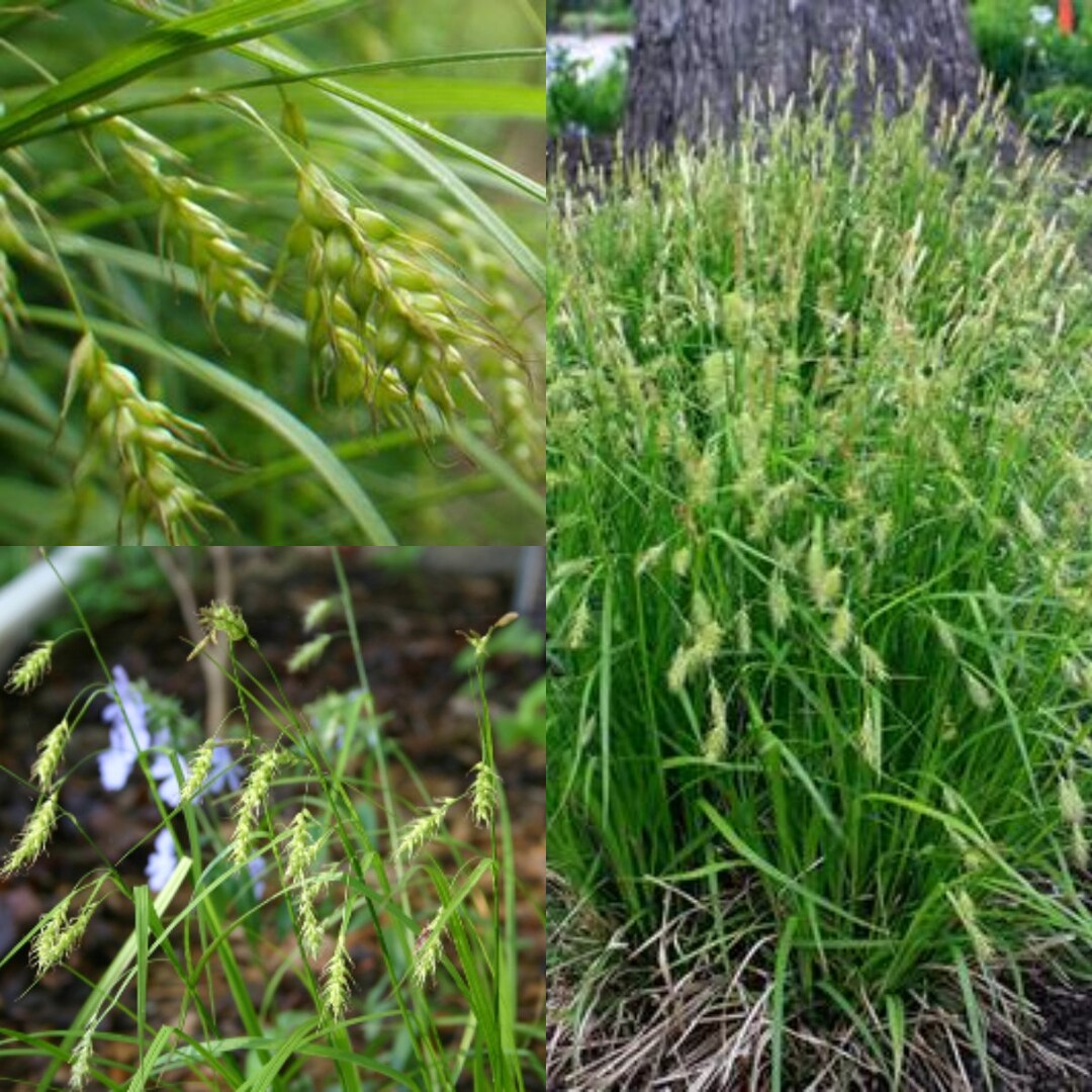 Seeds for Planting, Carex Sprengelii Seeds, Sprengel's Sedge, Long ...