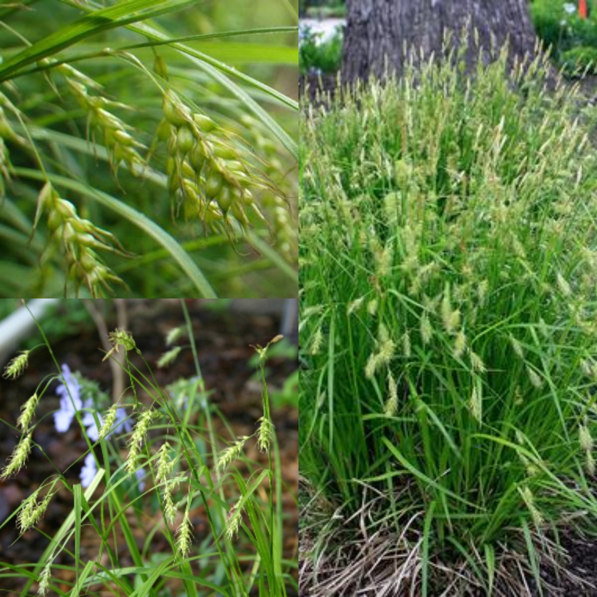 Seeds for Planting, Carex Sprengelii Seeds, Sprengel's Sedge, Long ...