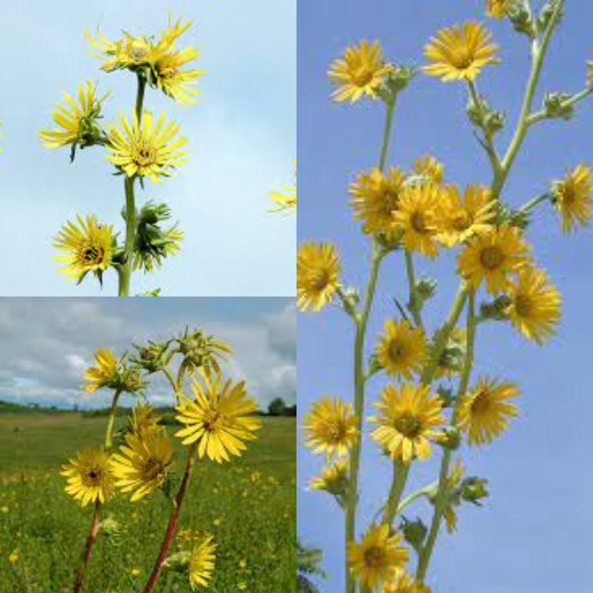 Seeds for Planting, Silphium Laciniatum Seeds, Compassplant, Compass ...