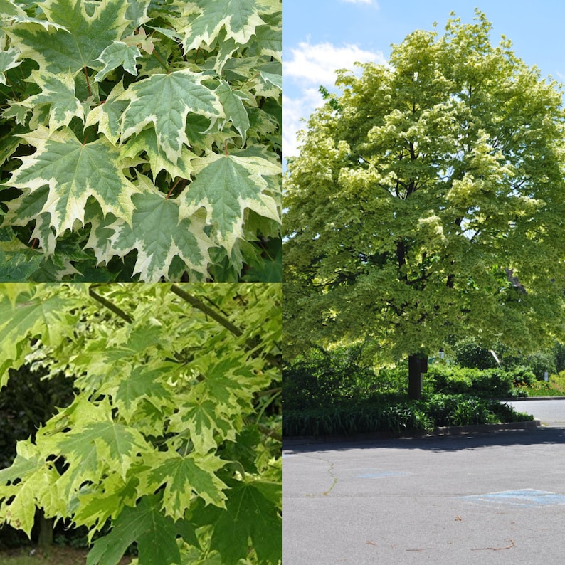 Seeds for Planting, Acer Rubrum Drummondii Seeds, Drummond Red Maple ...