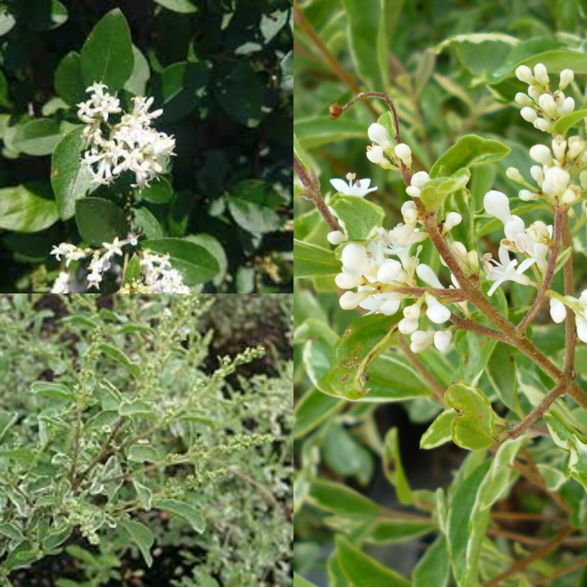 Ligustrum vulgare seeds Common Privet,~ bulk wholesale seed. Seeds for ...