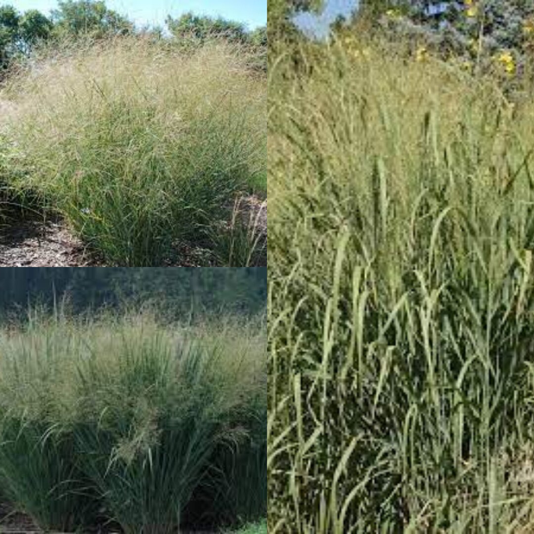 Seeds for Planting, Panicum Virgatum Forestburg Seeds, Switchgrass ...