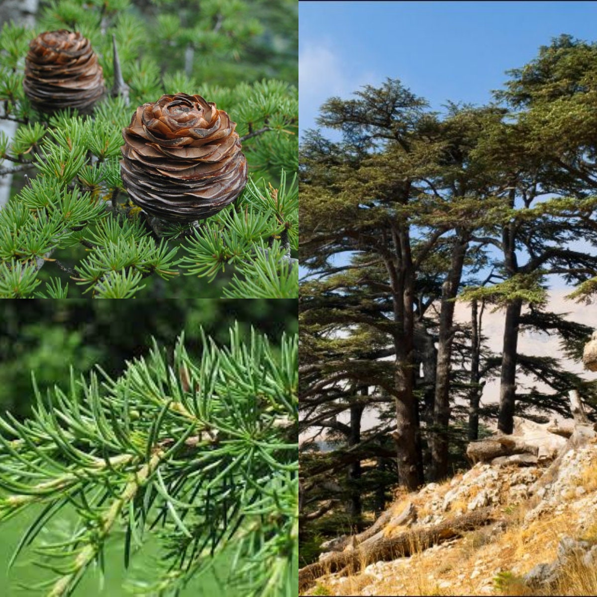 Seeds for Planting, Cedrus Libani Seeds, Cedar of Lebanon, Lebanon ...