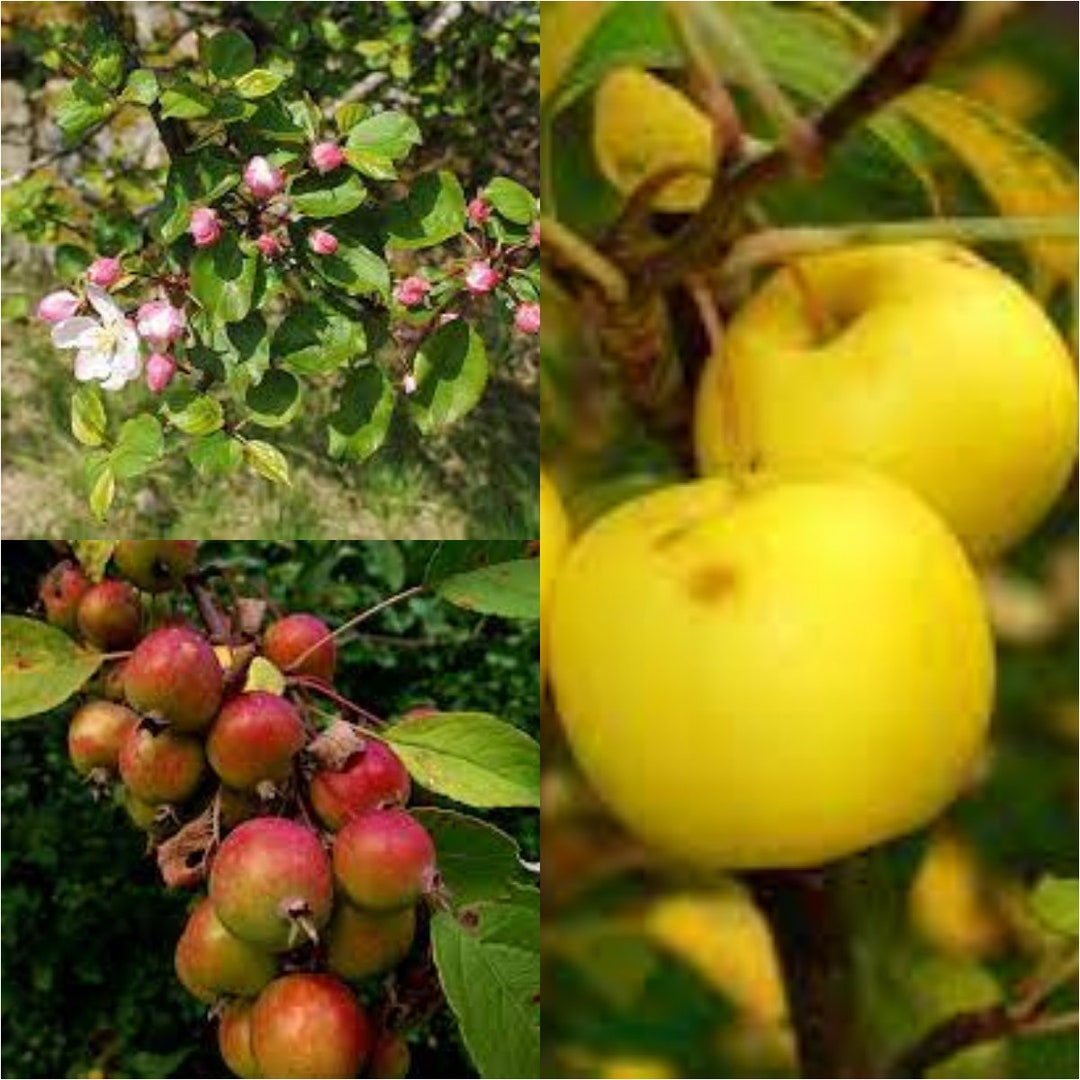 Seeds for Planting, Malus Sylvestris Seed, European Crab Apple, French ...