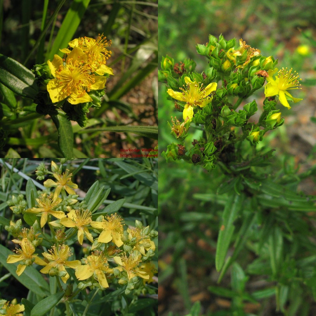 Seeds for Planting, Hypericum Sphaerocarpum Seeds, Round-fruited St ...