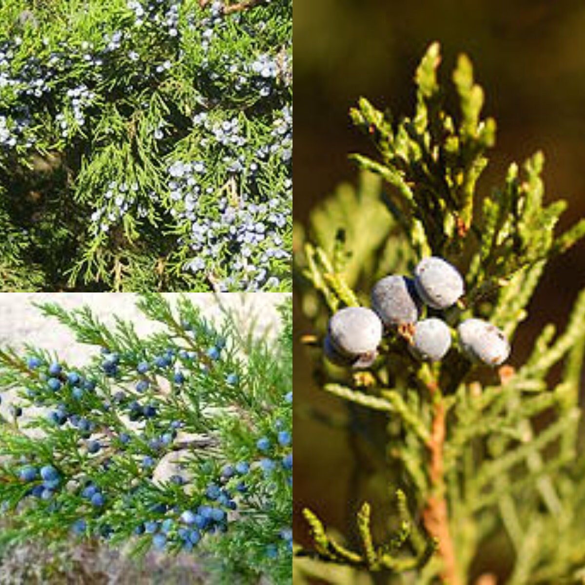 Seeds for Planting, Juniperus Virginiana Midwestern Eco-type Seeds ...