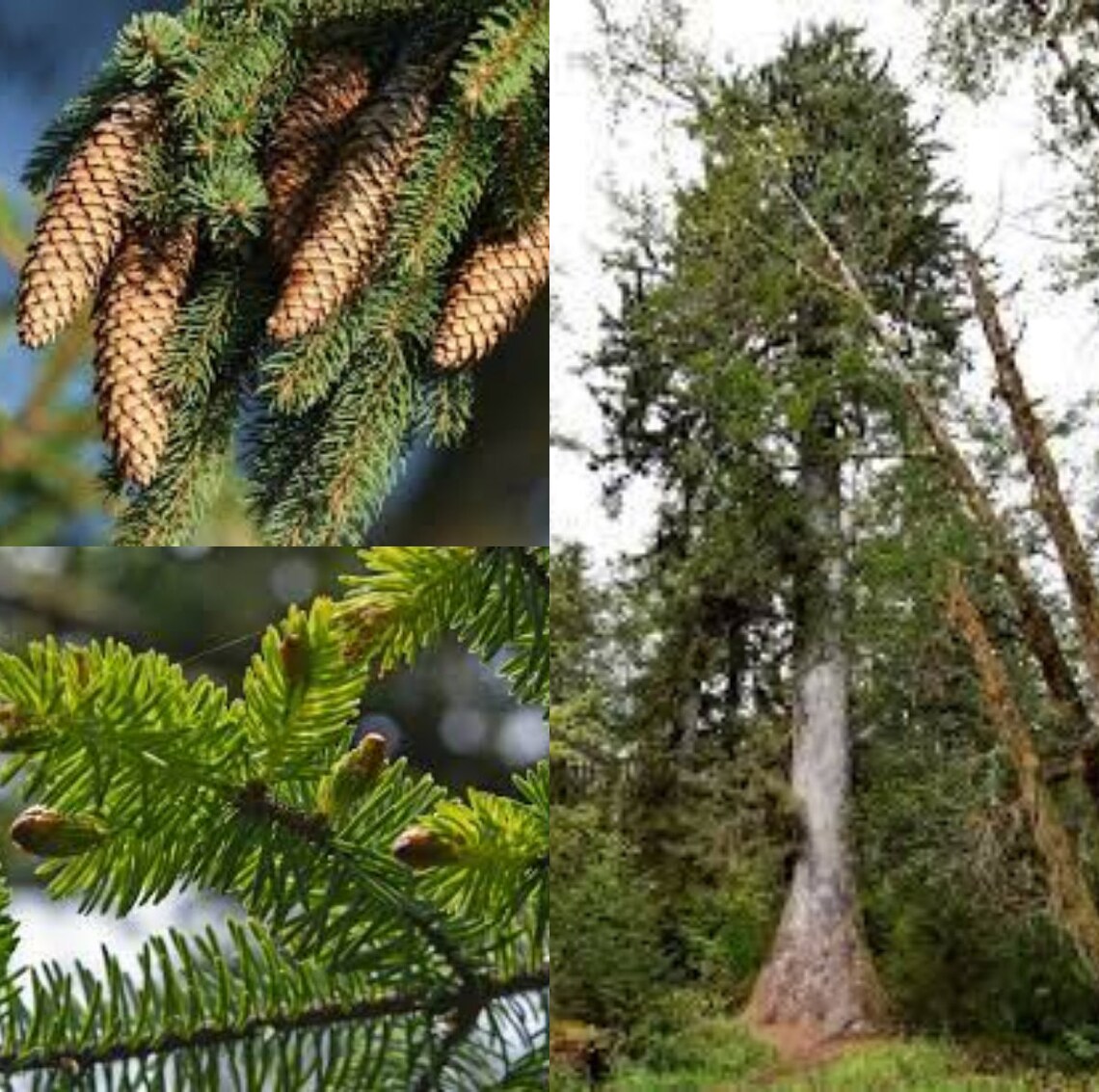 Seeds for Planting, Picea Sitchensis Seeds, Sitka Spruce, Abies Falcata ...