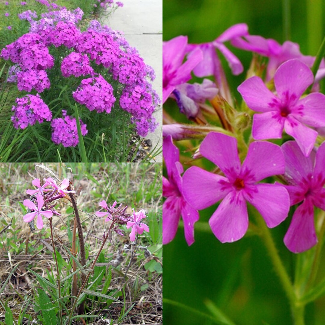 Seeds for Planting, Phlox Pilosa Seeds, Downy Phlox, Prairie Phlox ...