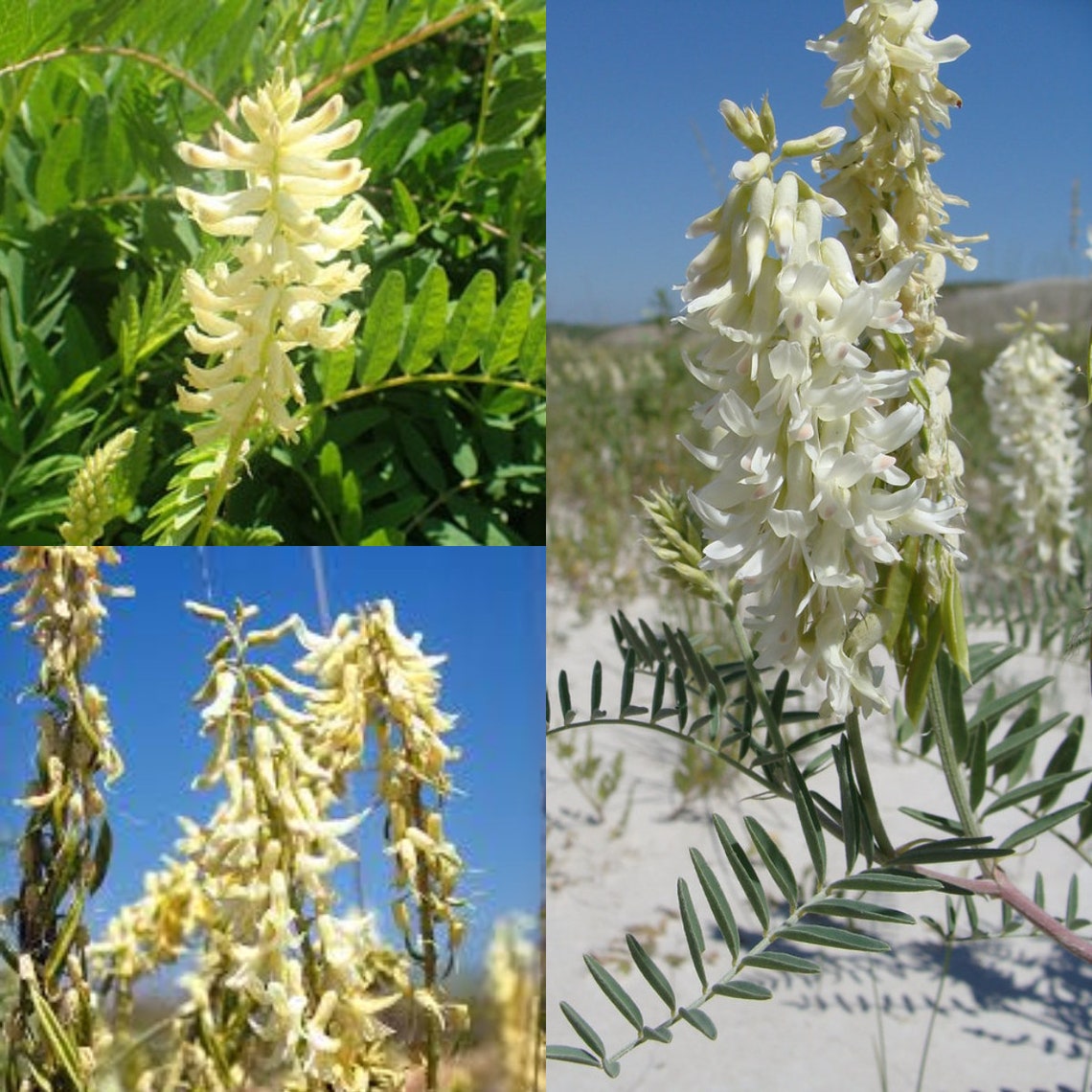 Seeds for Planting, Astragalus Racemosus Seeds, Cream Milkvetch ...