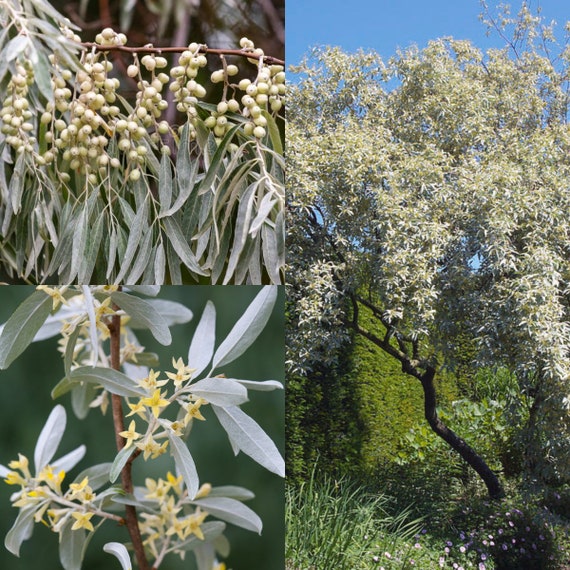 Seeds for Planting Elaeagnus Commutata Seeds Silverberry - Etsy