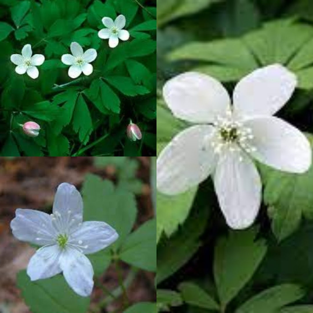Seeds for Planting, Anemone Quinquefolia Seeds, Wind Flower, Wood ...