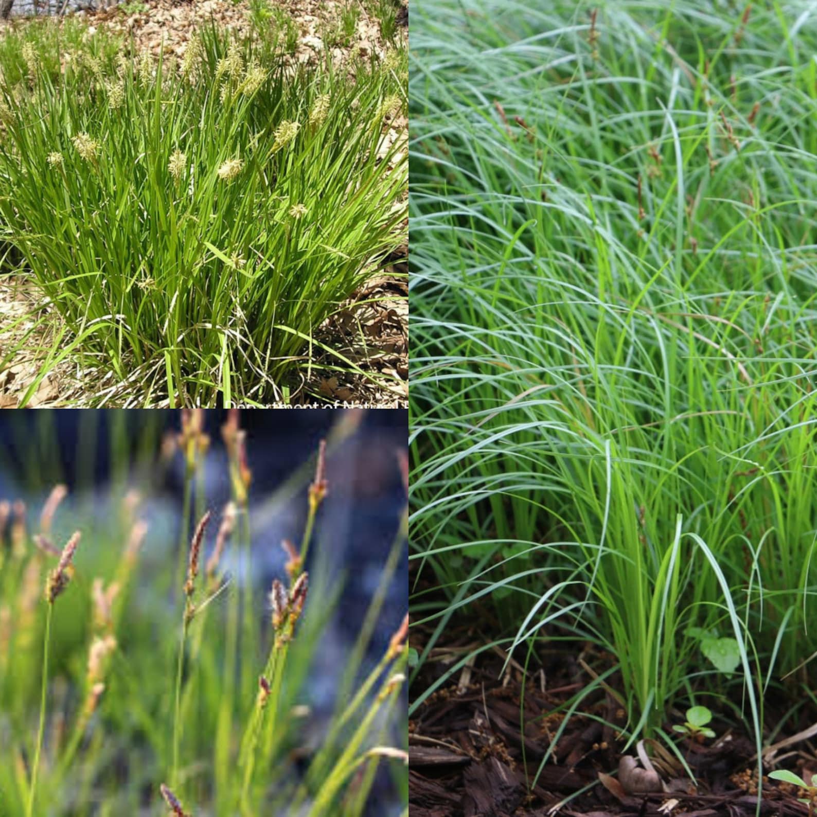 Seeds for Planting, Carex Pensylvanica Seeds, Pennsylvania Sedge, Penn ...