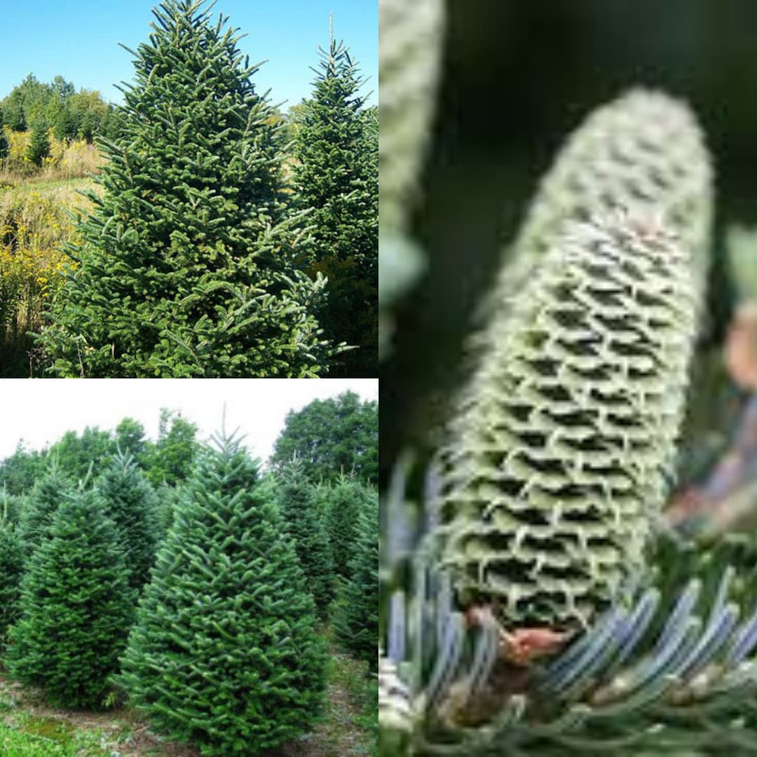 Seeds for Planting, Abies Fraseri New York Seeds, Fraser Fir, Fraser's ...