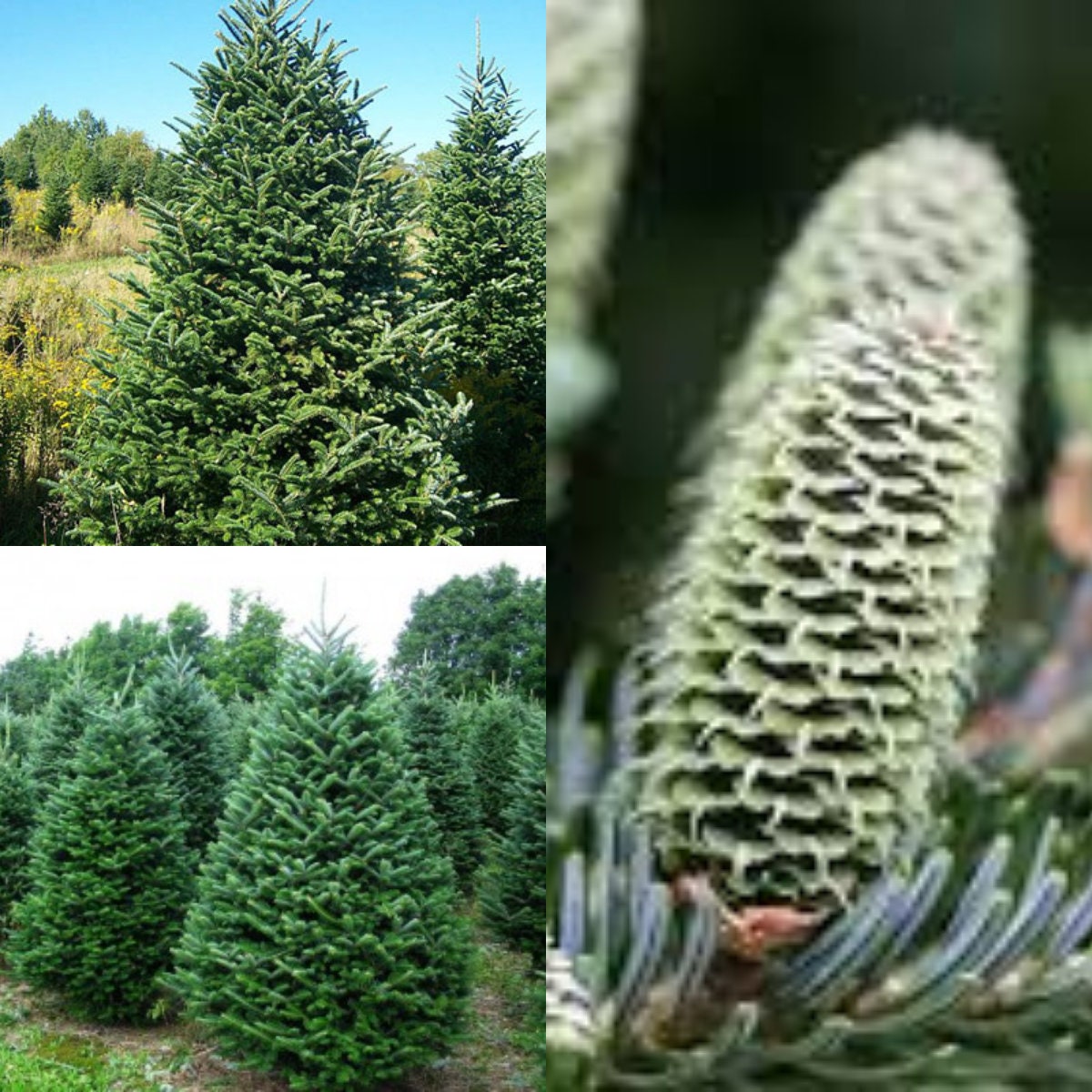 Seeds for Planting, Abies Fraseri New York Seeds, Fraser Fir, Fraser's ...