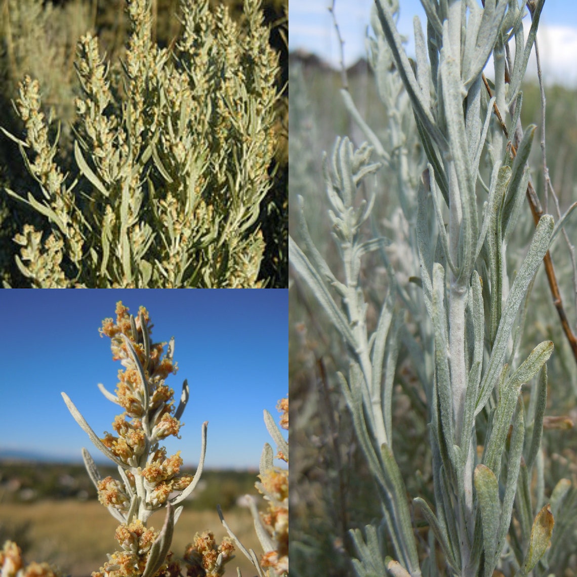 Seeds for Planting, Artemisia Cana Seeds, Silver Sagebrush, Hoary ...