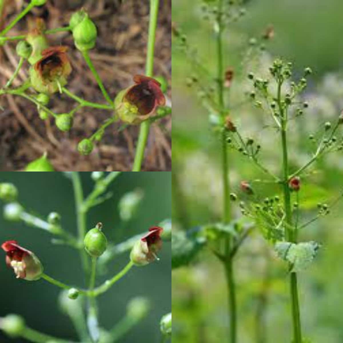 Seeds for Planting, Scrophularia Marilandica Seeds, Figwort, Maryland ...