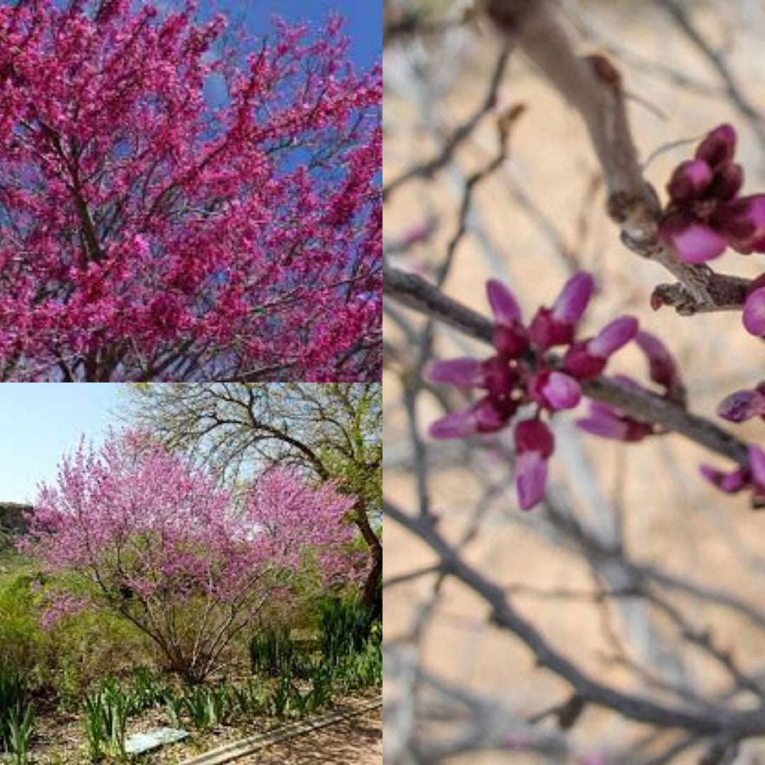Seeds for Planting, Cercis Canadensis Mexicana Seeds, Mexican Redbud ...